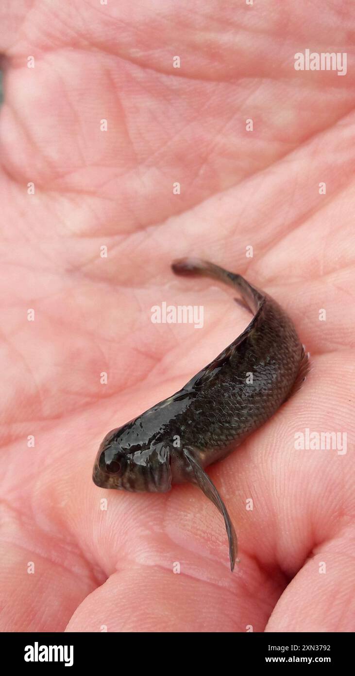 Common Triplefin (Forsterygion lapillum) Actinopterygii Stock Photo - Alamy