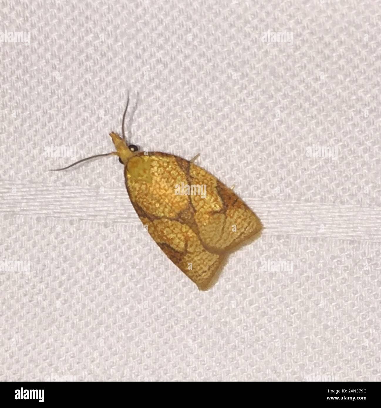 Reticulated Fruitworm Moth (Cenopis reticulatana) Insecta Stock Photo ...
