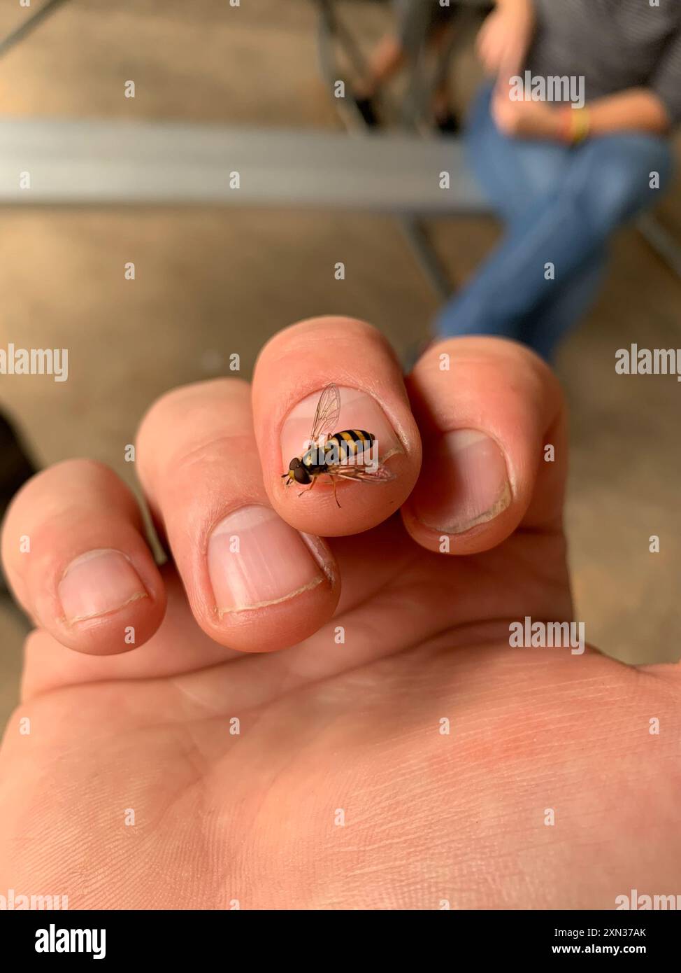 Long-tailed Aphideater Complex (Eupeodes americanus) Insecta Stock ...