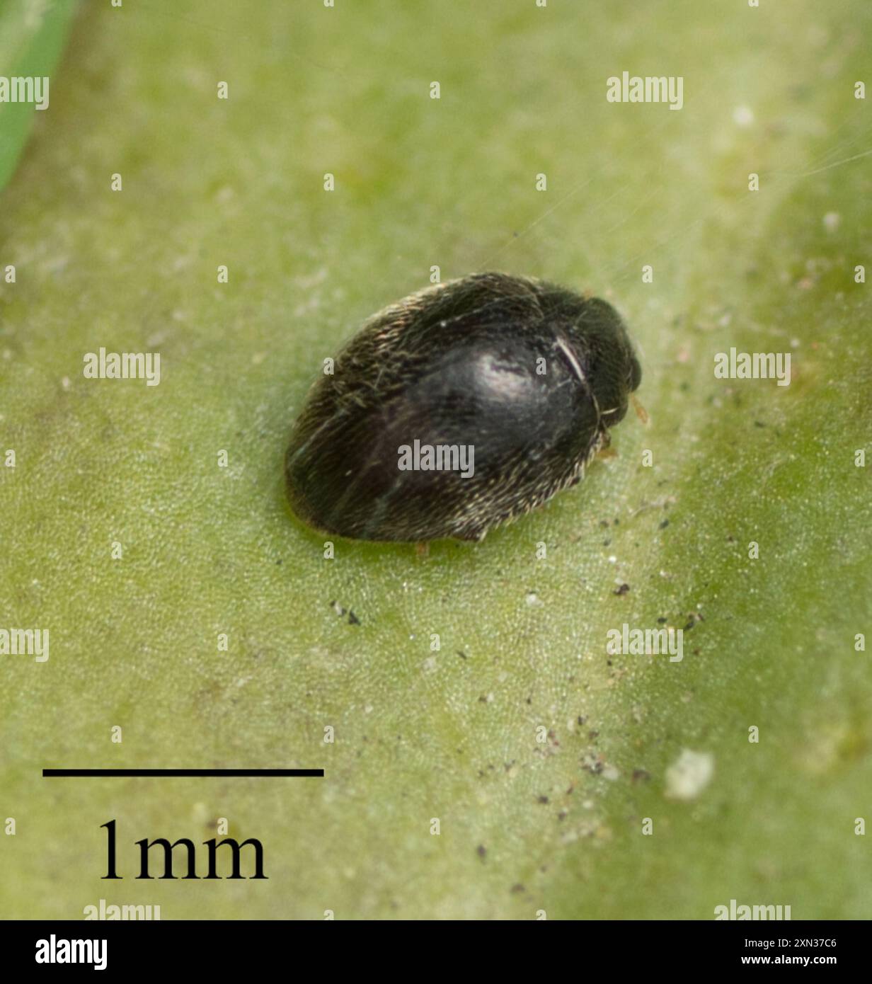 Spider Mite Destroyer (Stethorus punctum) Insecta Stock Photo - Alamy