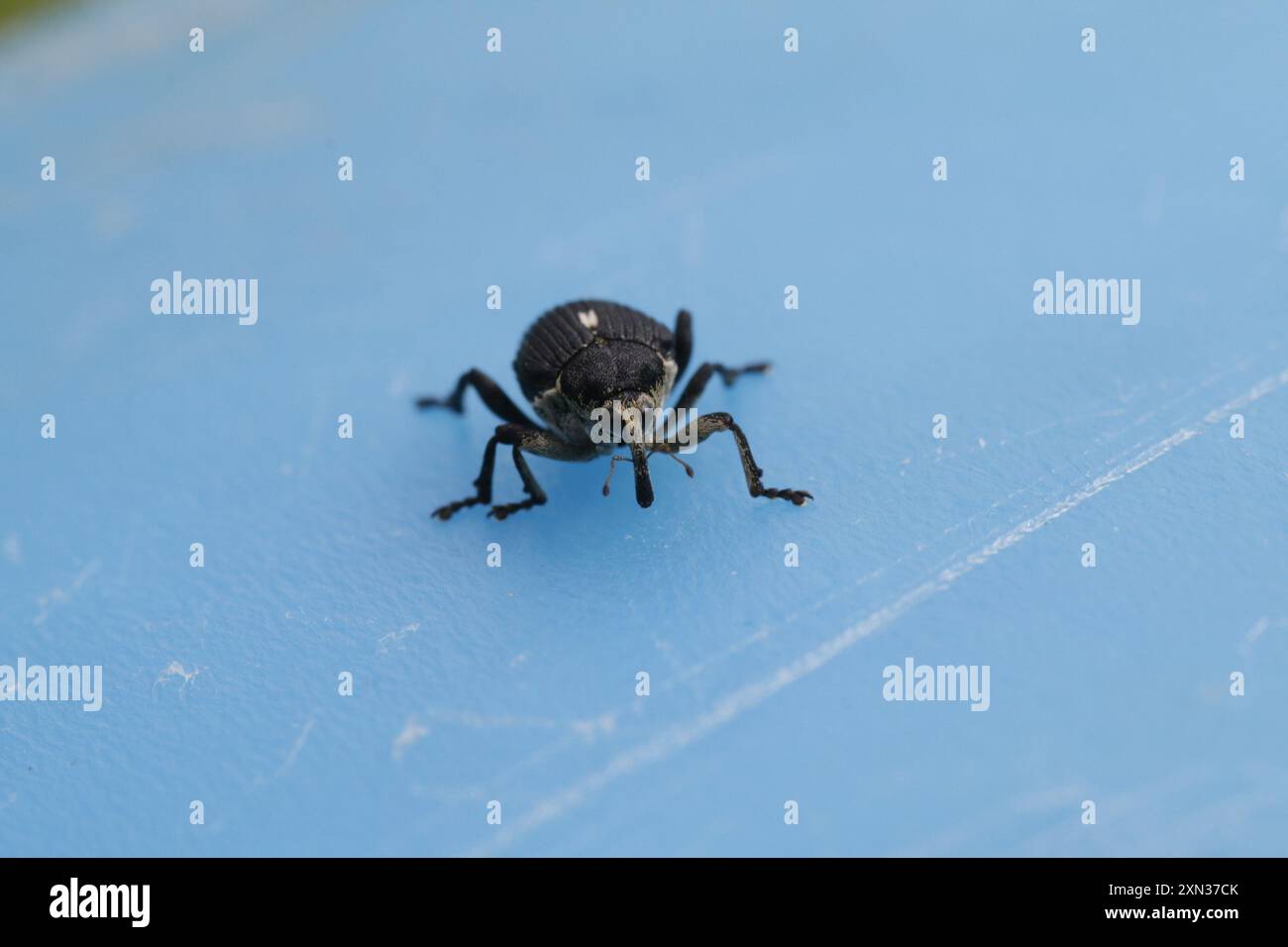 Iris weevil (Mononychus punctumalbum) Insecta Stock Photo - Alamy
