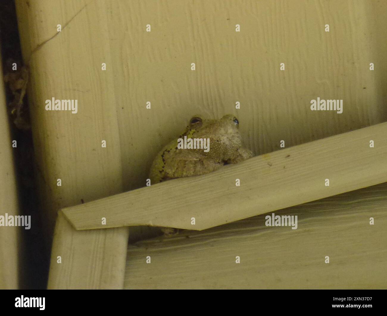 Cope's Gray Treefrog (Hyla chrysoscelis) Amphibia Stock Photo - Alamy