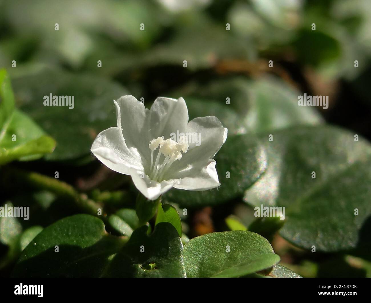 Dwarf Morning Glory (Evolvulus nummularius) Plantae Stock Photo - Alamy
