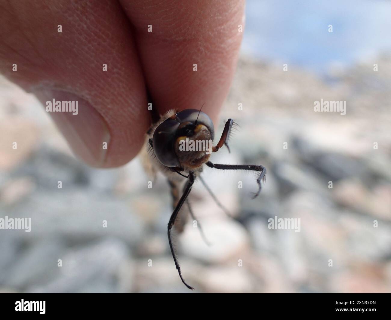 Beaverpond Baskettail (Epitheca canis) Insecta Stock Photo - Alamy
