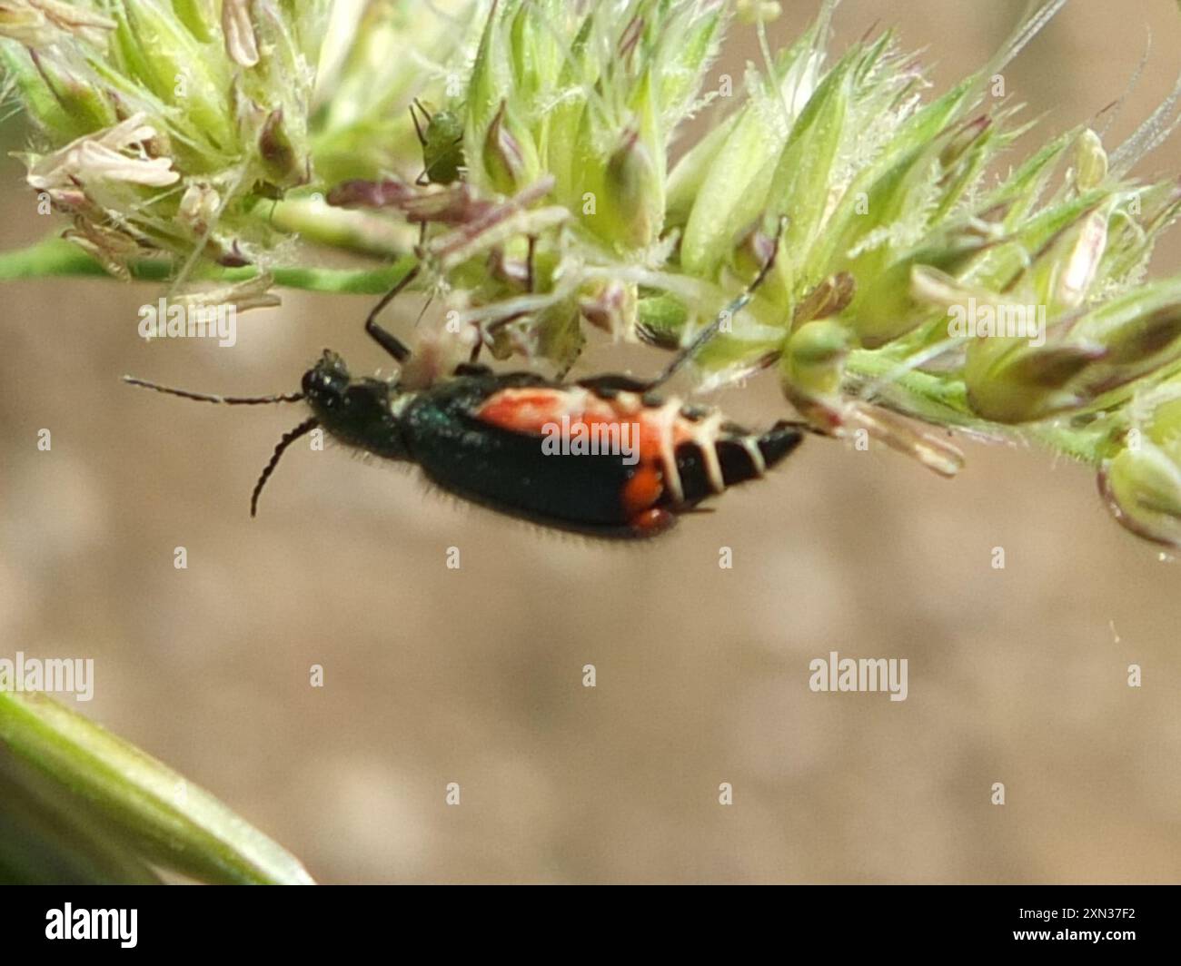 Common Malachite-beetle (Malachius bipustulatus) Insecta Stock Photo ...