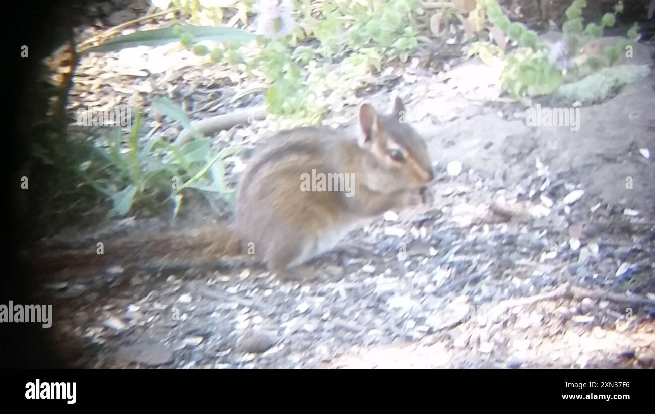 Townsend's Chipmunk (Neotamias townsendii) Mammalia Stock Photo - Alamy