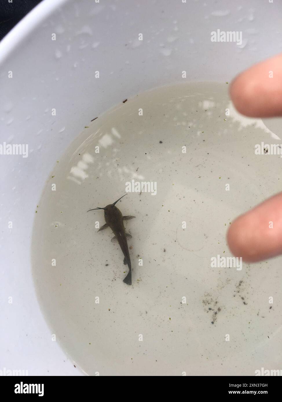 Bullheads (Ameiurus) Actinopterygii Stock Photo - Alamy