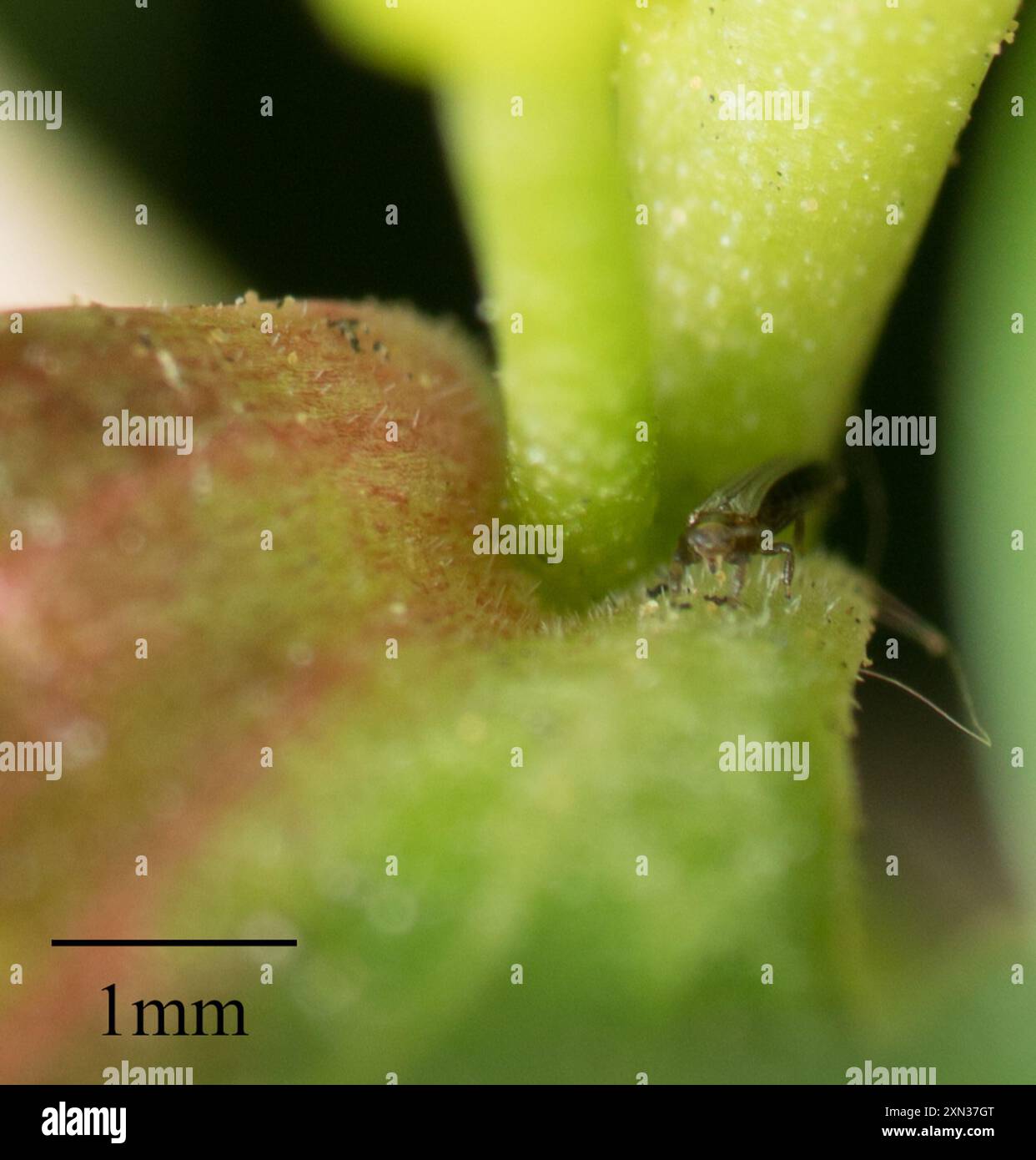 Thrips (Thysanoptera) Insecta Stock Photo - Alamy