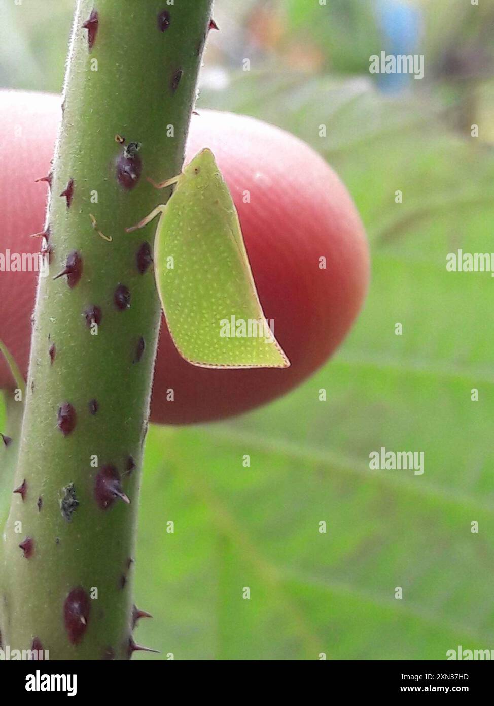 Siphanta acuta hi-res stock photography and images - Alamy