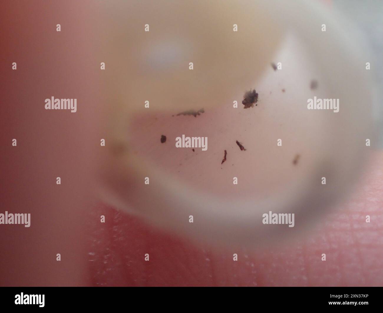 White-lip Globe Snail (Mesodon thyroidus) Mollusca Stock Photo - Alamy