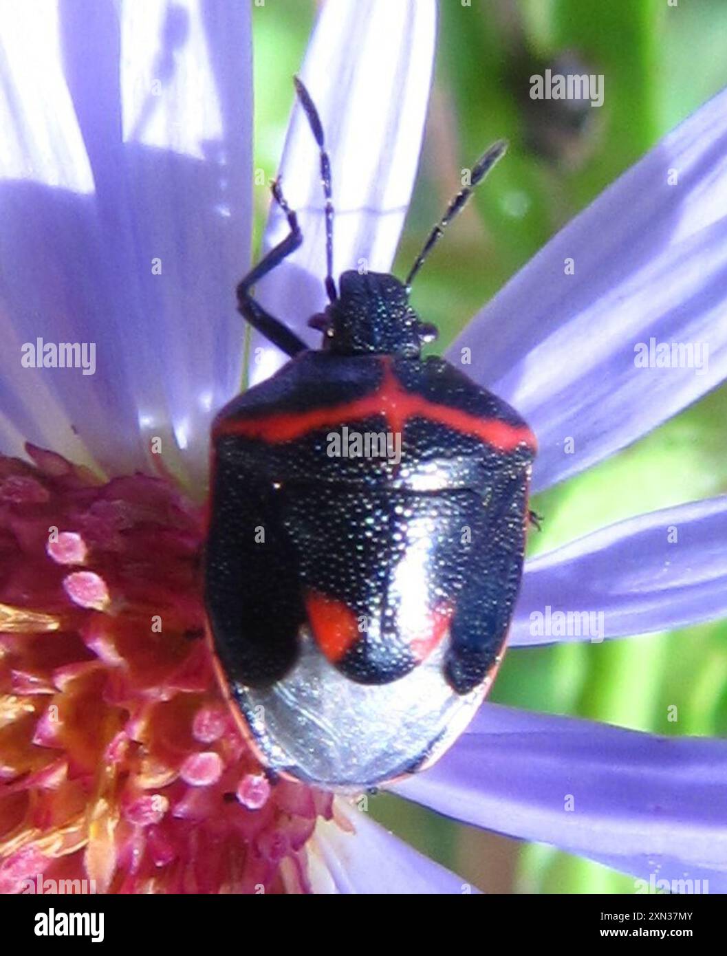 Twice-stabbed Stink Bug (Cosmopepla lintneriana) Insecta Stock Photo ...