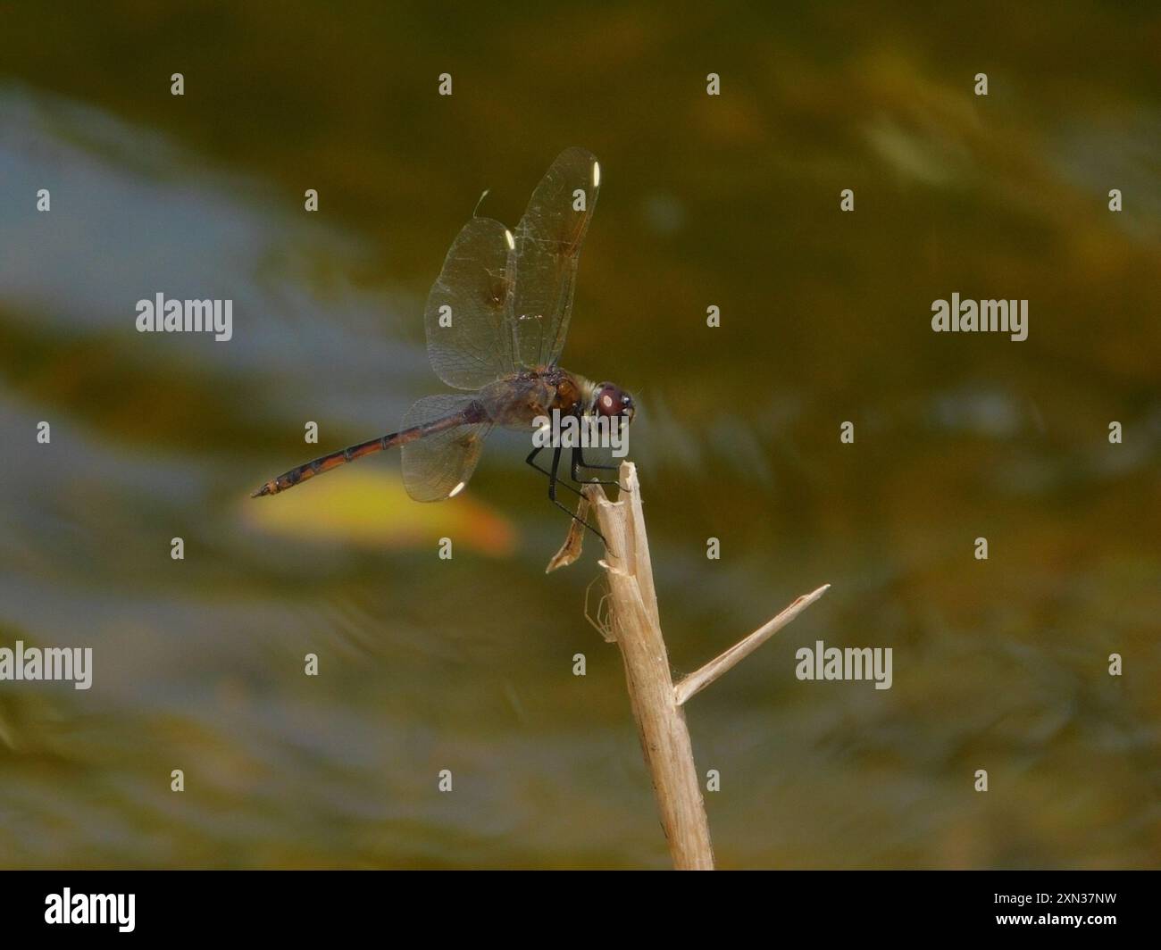 Four-spotted Pennant (Brachymesia gravida) Insecta Stock Photo - Alamy