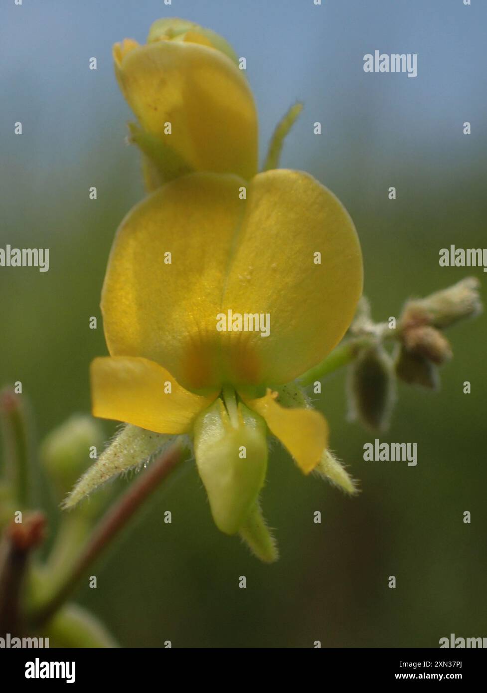 Showy Pigeonpea (Cajanus scarabaeoides) Plantae Stock Photo - Alamy