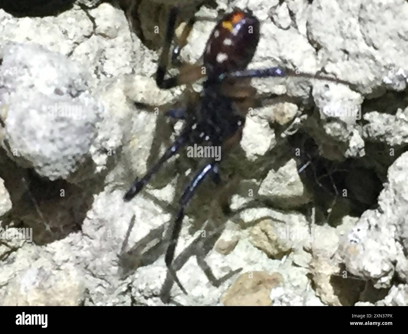 Black Cobweb Spider (Steatoda capensis) Arachnida Stock Photo - Alamy