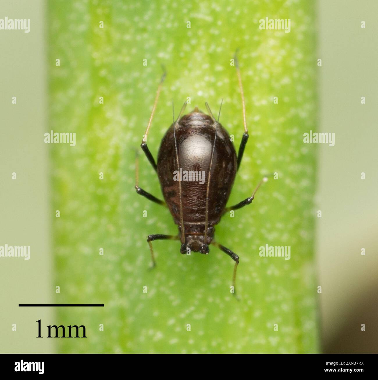 Onion Aphid (Neotoxoptera formosana) Insecta Stock Photo - Alamy