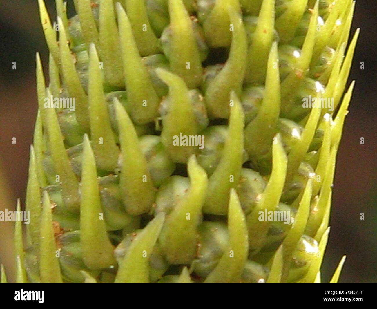 Red Squill (Drimia sanguinea) Plantae Stock Photo - Alamy