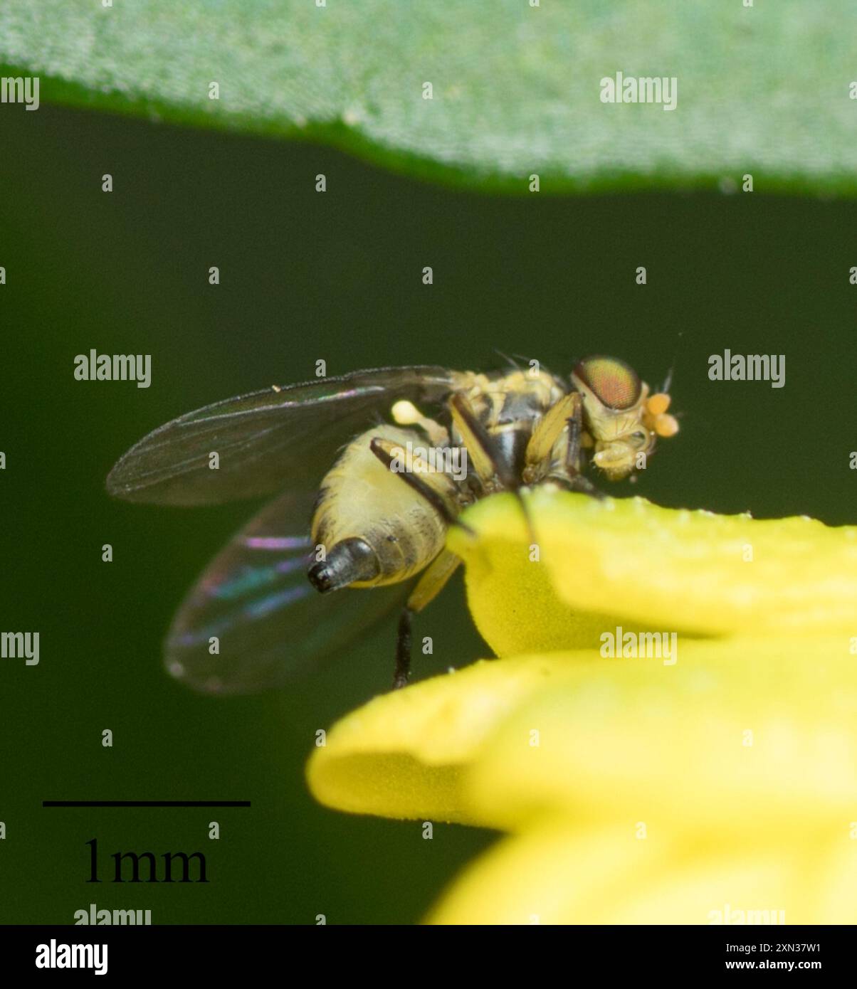 Leaf-miner Flies (Agromyzidae) Insecta Stock Photo - Alamy