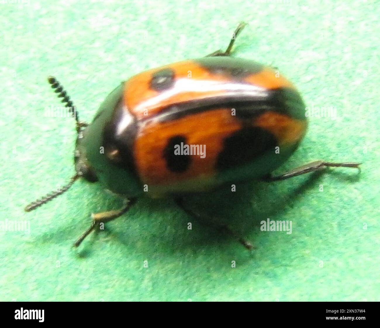 Two-spotted Diaperis (Diaperis maculata) Insecta Stock Photo - Alamy