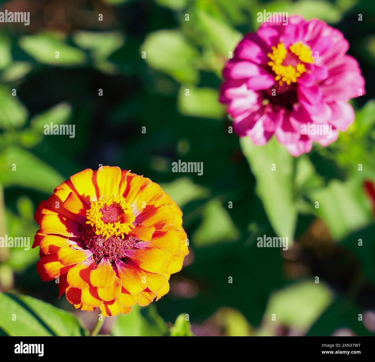 Zinnias floral display hi-res stock photography and images - Alamy