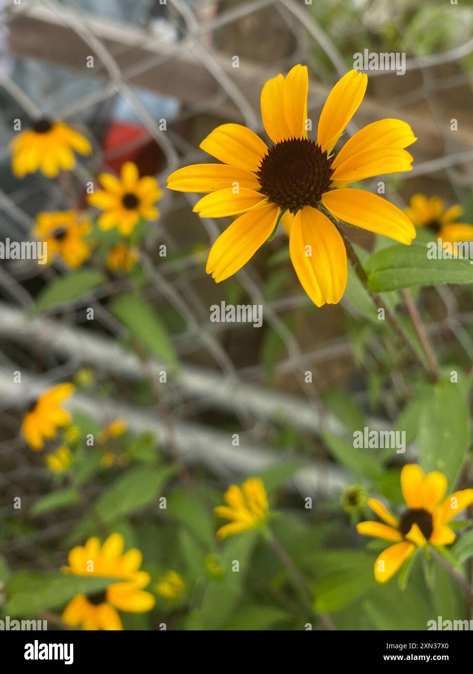 Yellow daisies blooming near a rustic fence, creating a cheerful and ...