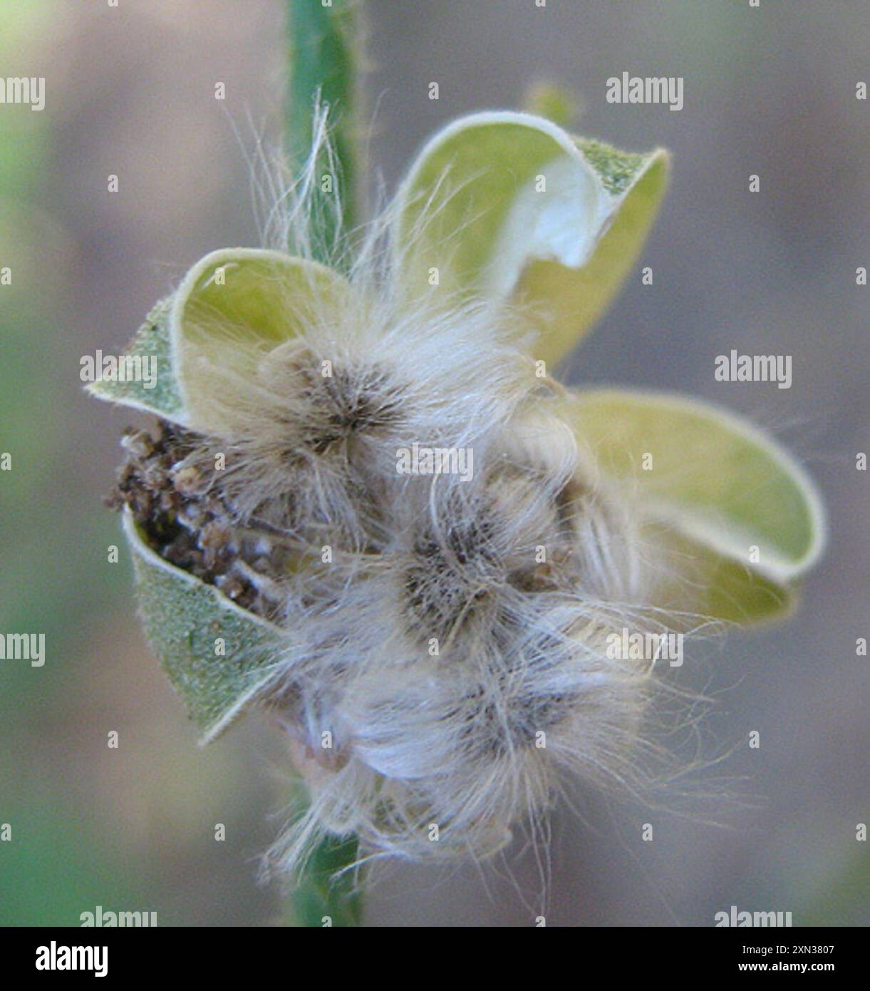 Tiny White Wild Hibiscus (Hibiscus micranthus) Plantae Stock Photo - Alamy