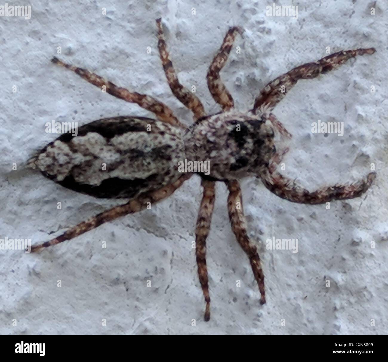 Tan Jumping Spider (Platycryptus undatus) Arachnida Stock Photo - Alamy