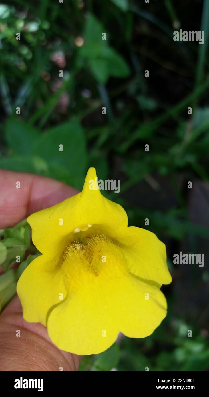 Sharp-leaved Monkey-flower (Erythranthe decora) Plantae Stock Photo - Alamy