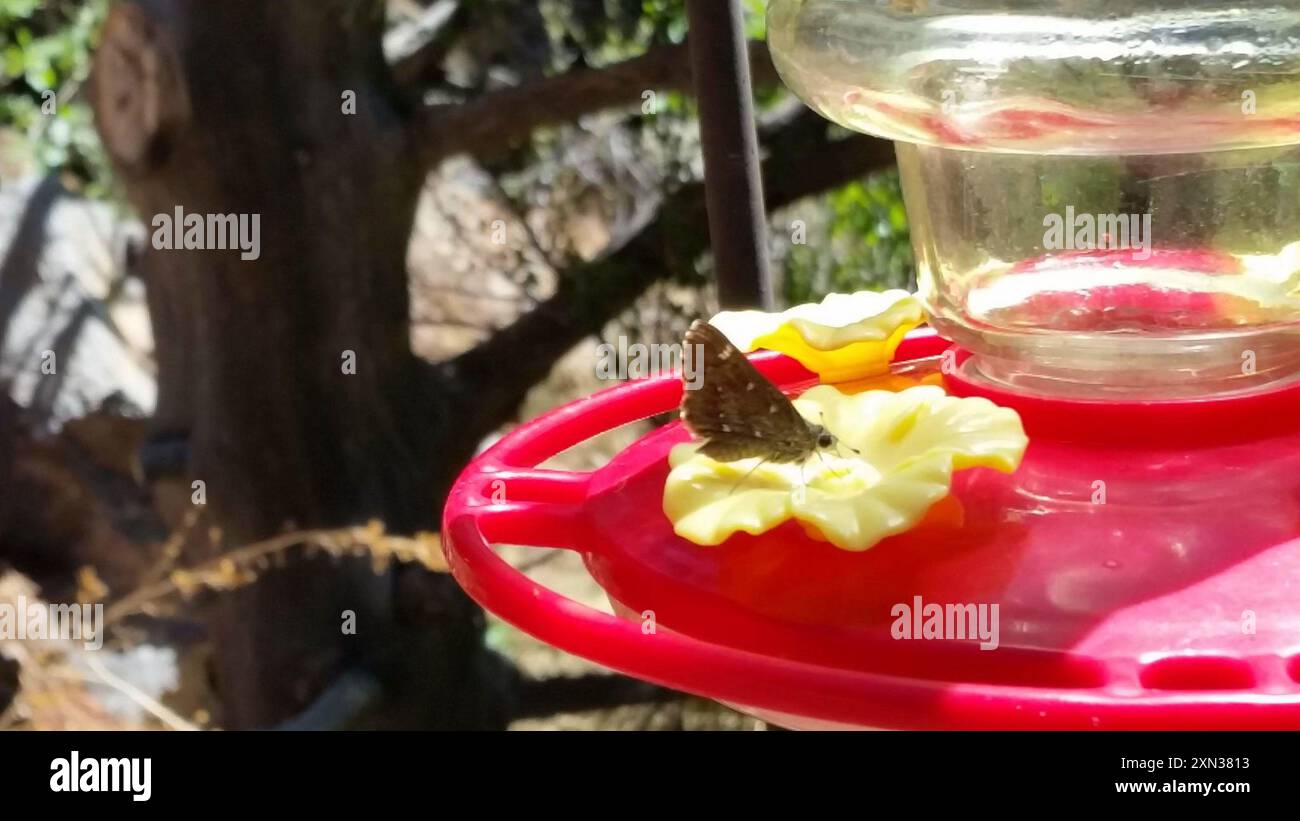 Common Sootywing (Pholisora catullus) Insecta Stock Photo - Alamy