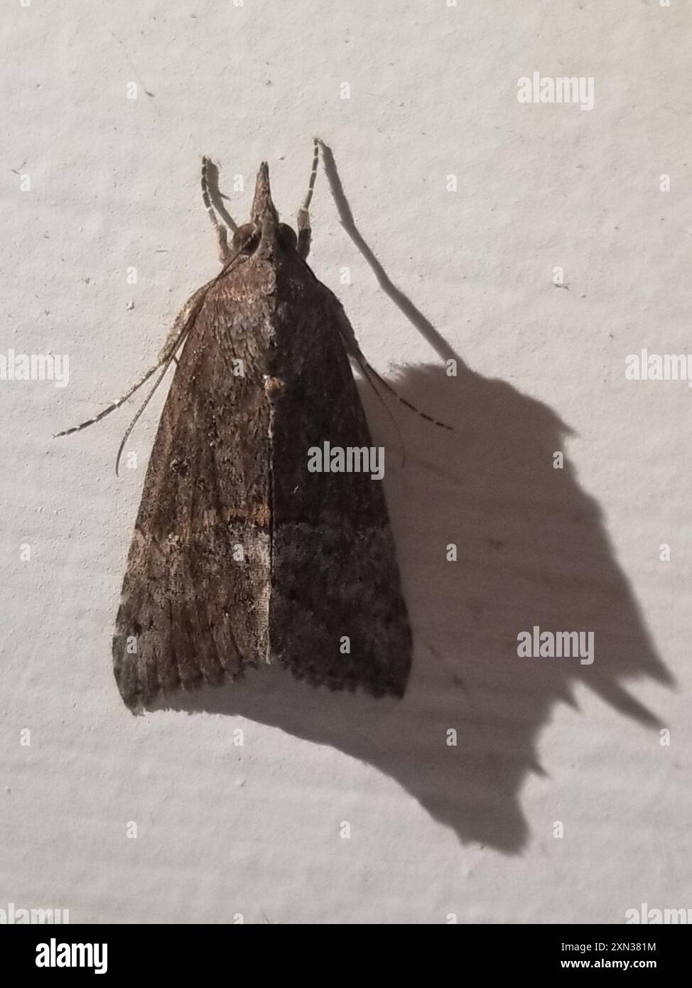 Green Cloverworm Moth (Hypena scabra) Insecta Stock Photo - Alamy