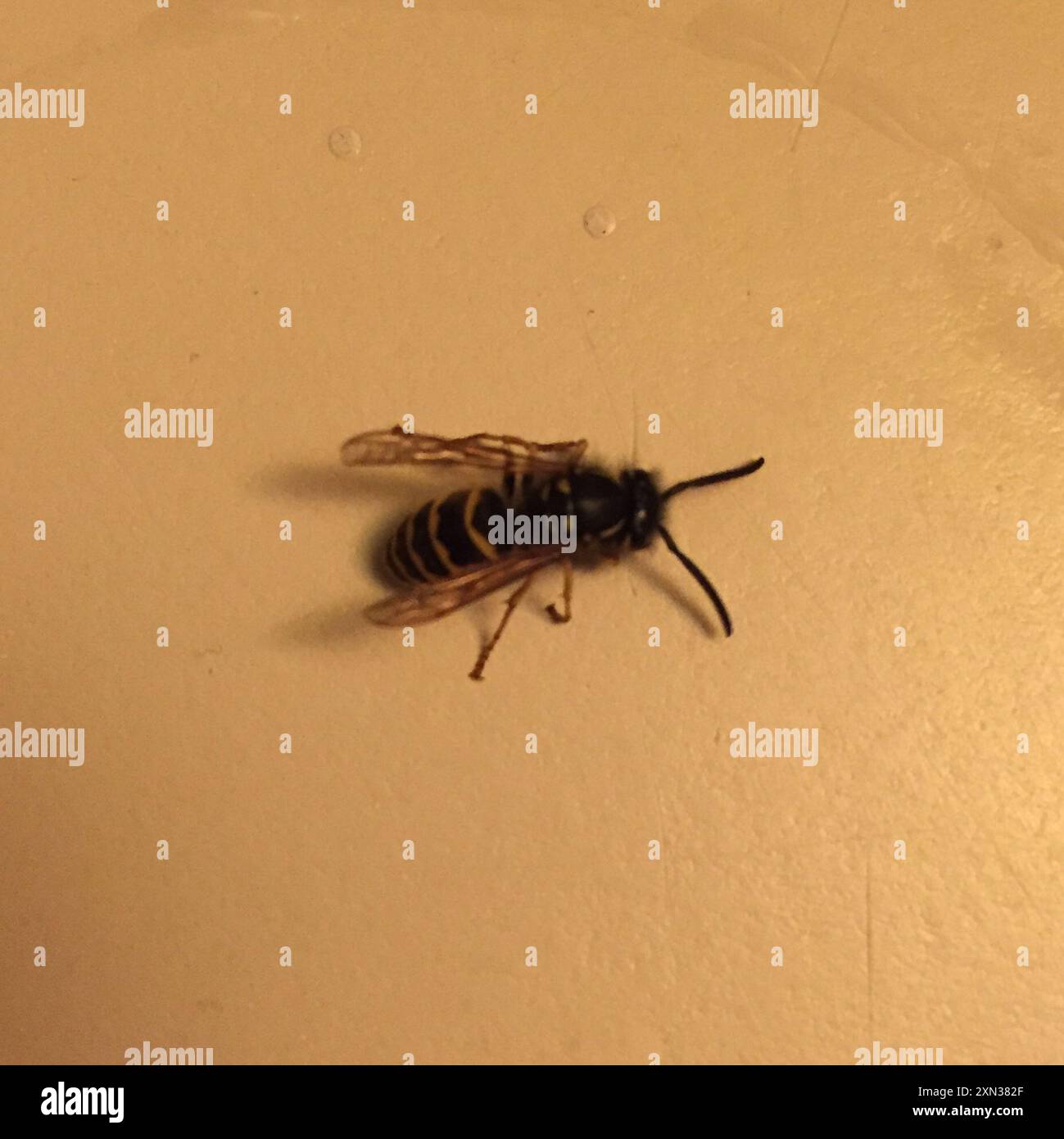 Alaska Yellowjacket (Vespula alascensis) Insecta Stock Photo - Alamy