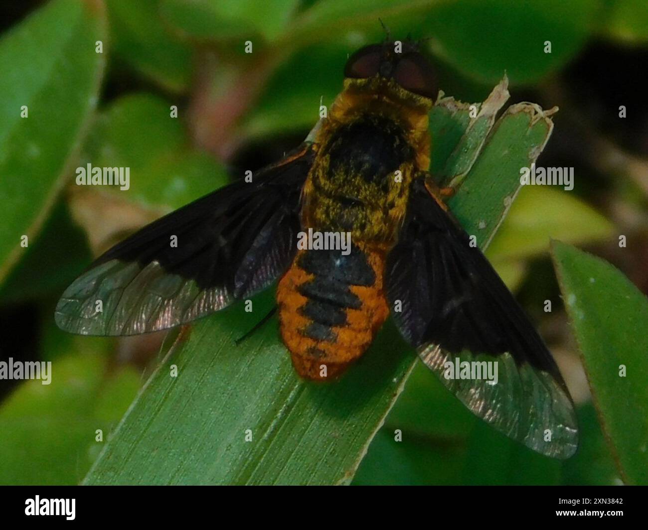 (Chrysanthrax cypris) Insecta Stock Photo - Alamy