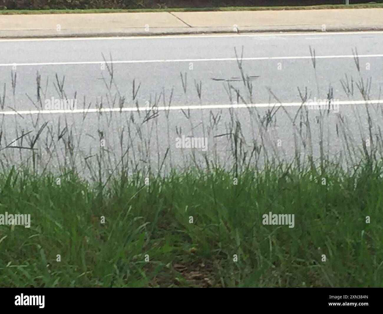 Bahia grass (Paspalum notatum) Plantae Stock Photo - Alamy
