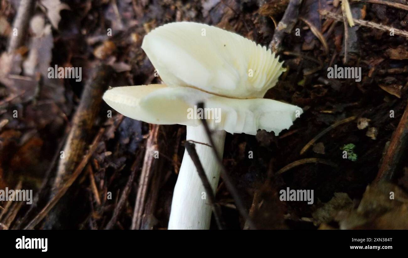 Eastern destroying angel amanita hi-res stock photography and images ...