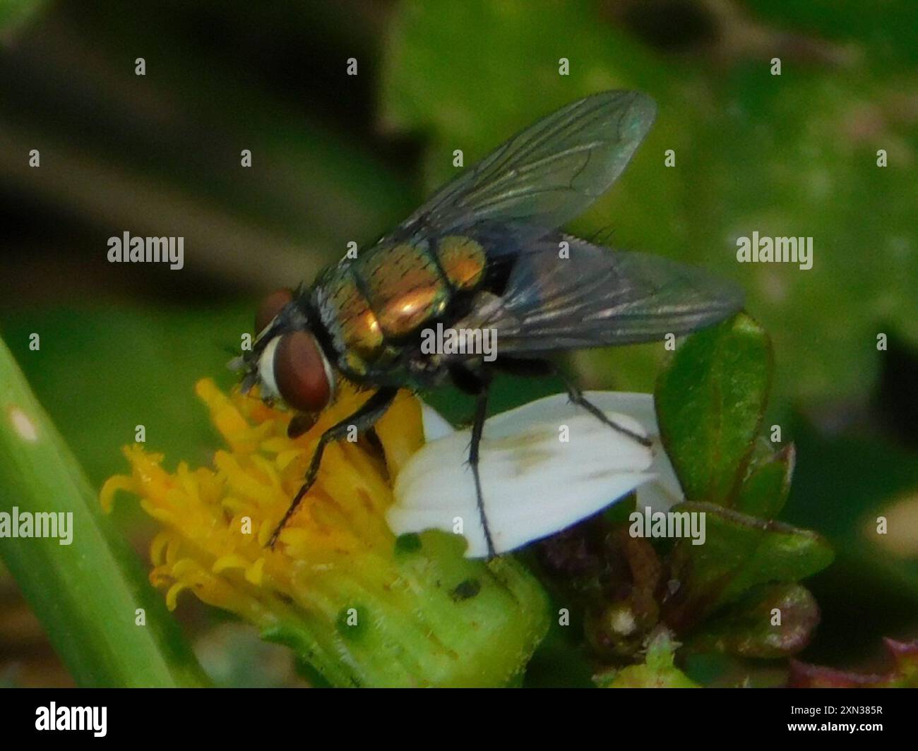 Lucilia cuprina hi-res stock photography and images - Alamy