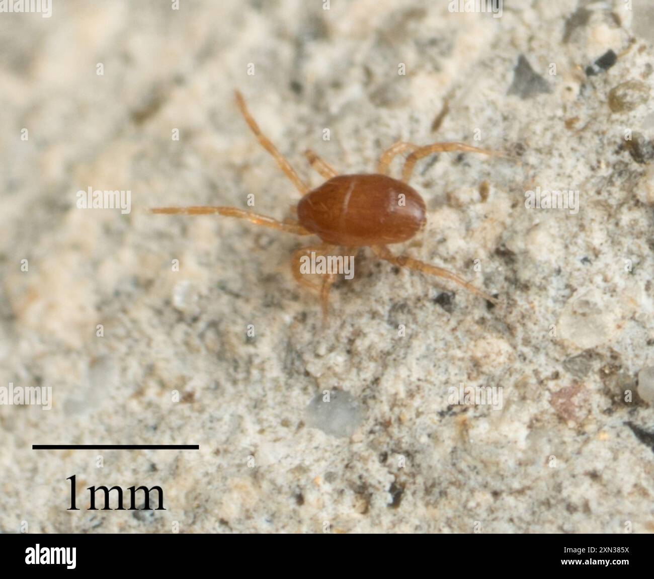 Mesostigmata hi-res stock photography and images - Alamy