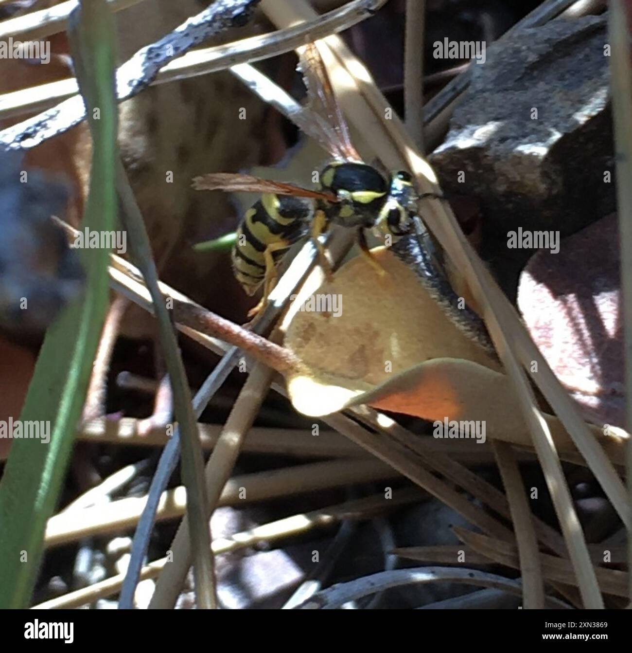 Western Yellowjacket (Vespula pensylvanica) Insecta Stock Photo - Alamy