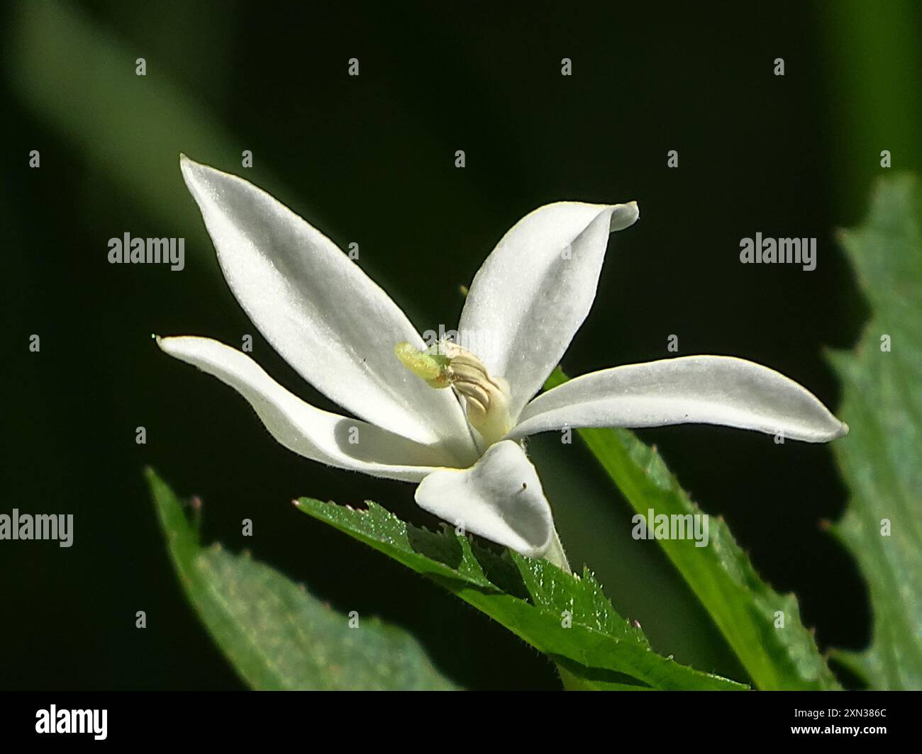 Star of Bethlehem (Hippobroma longiflora) Plantae Stock Photo - Alamy