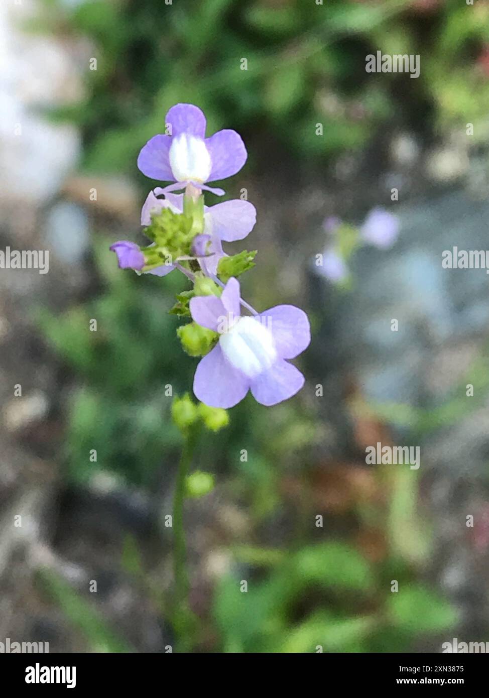 blue toadflax (Nuttallanthus canadensis) Plantae Stock Photo - Alamy