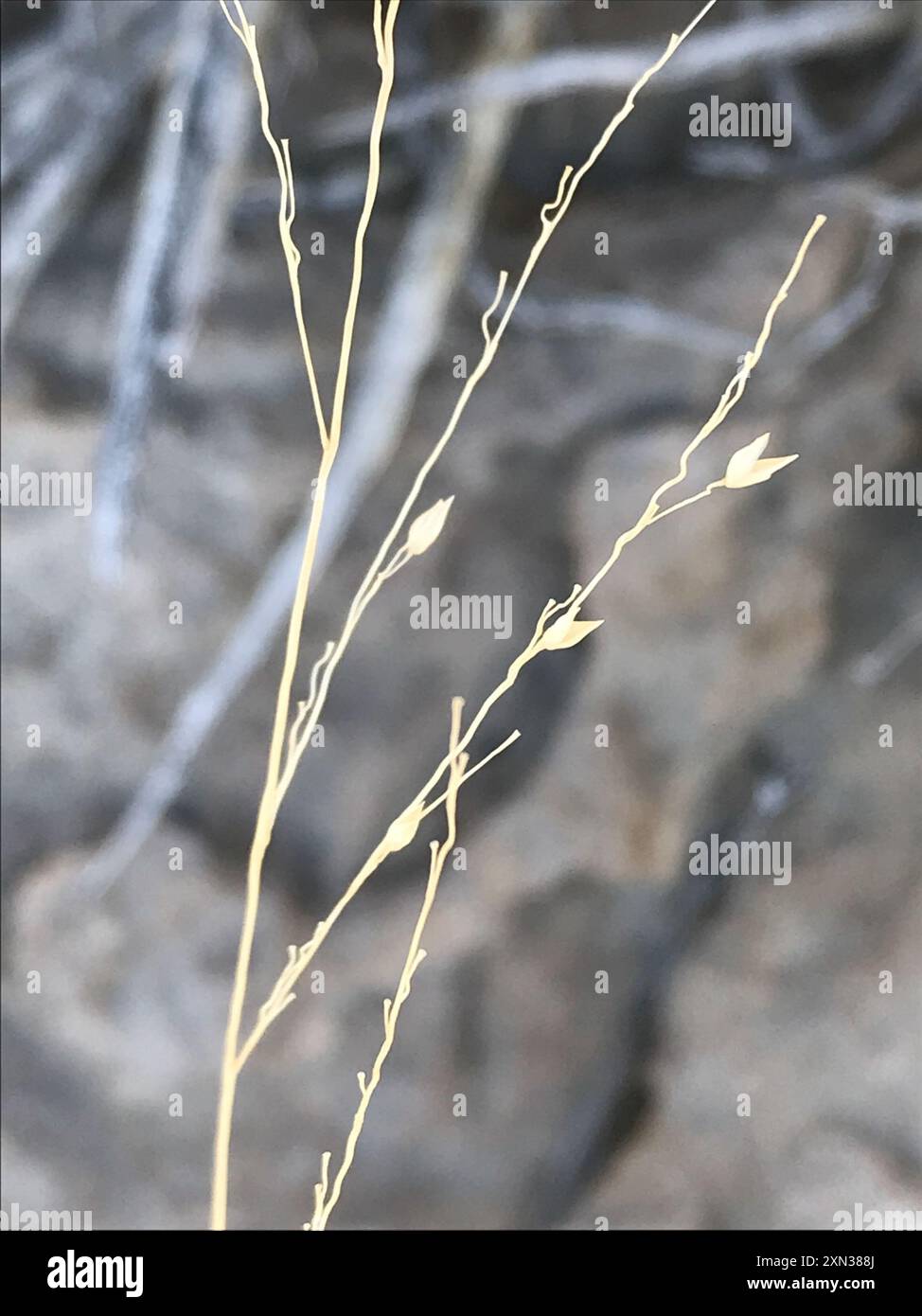hall panicum (Panicum hallii) Plantae Stock Photo - Alamy