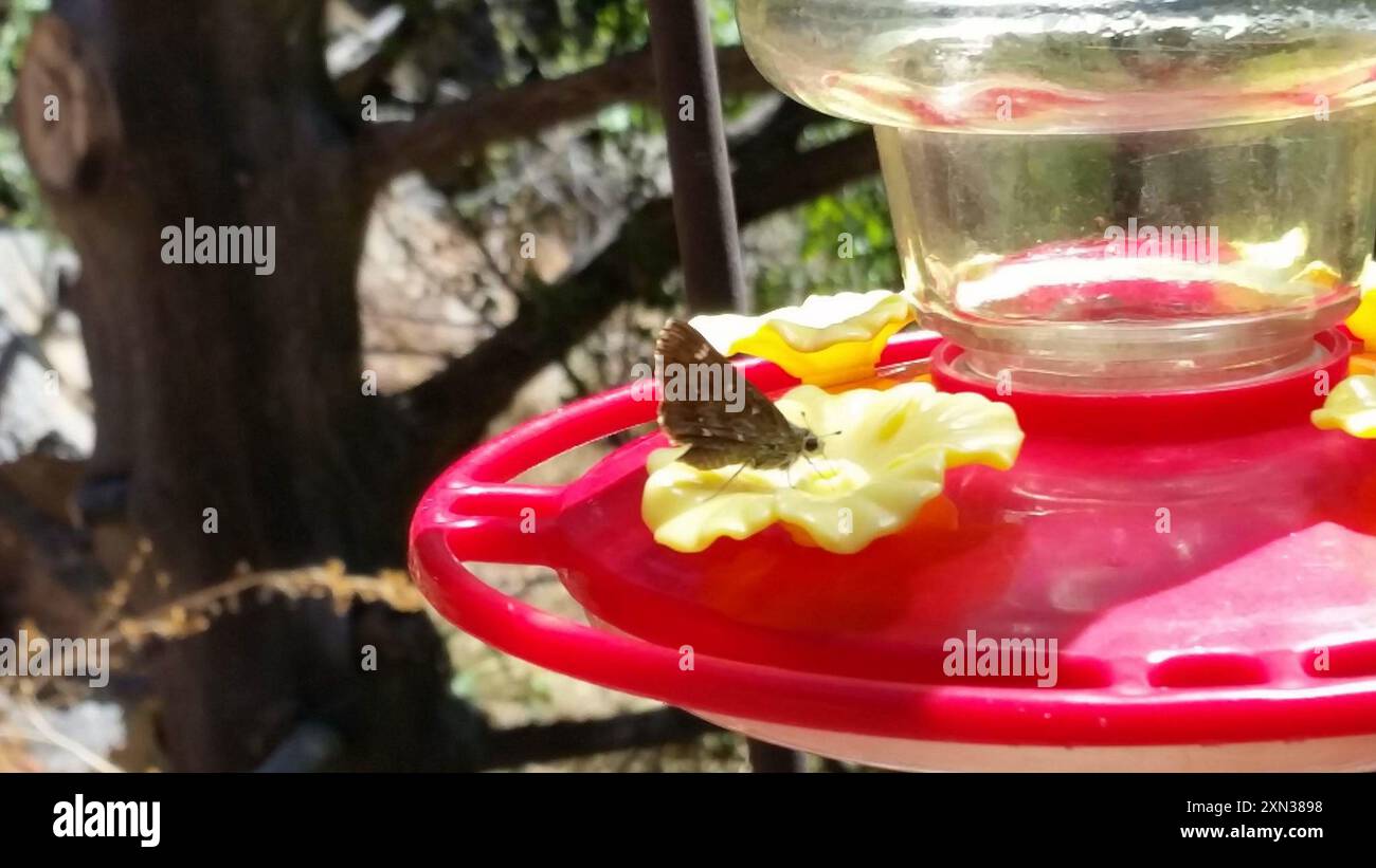 Common Sootywing (Pholisora catullus) Insecta Stock Photo - Alamy