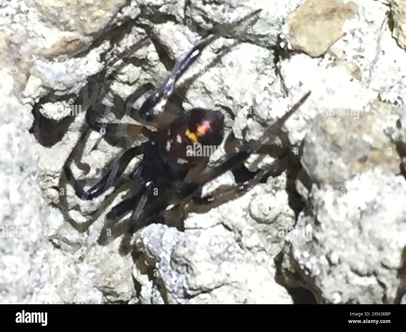 Black Cobweb Spider (Steatoda capensis) Arachnida Stock Photo - Alamy