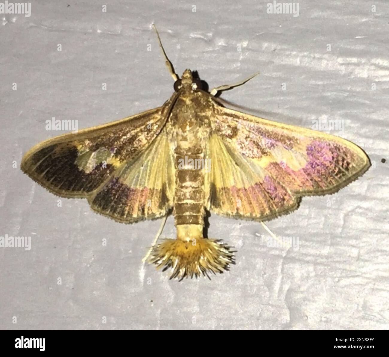 Pickleworm Moth (Diaphania nitidalis) Insecta Stock Photo - Alamy
