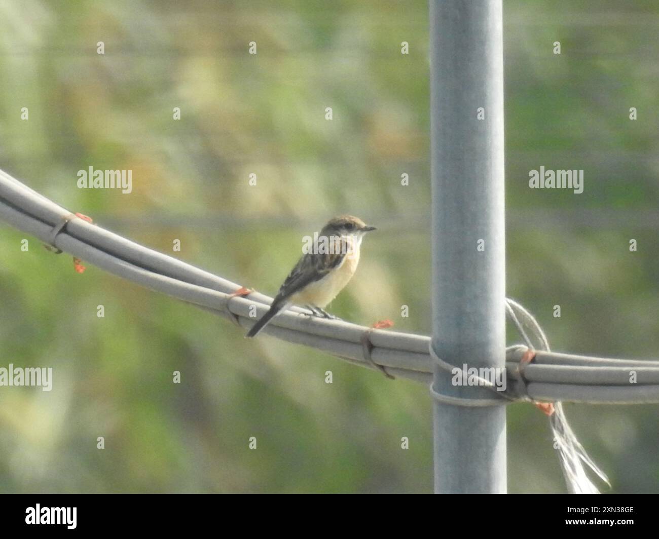 Amur stonechat hi-res stock photography and images - Alamy