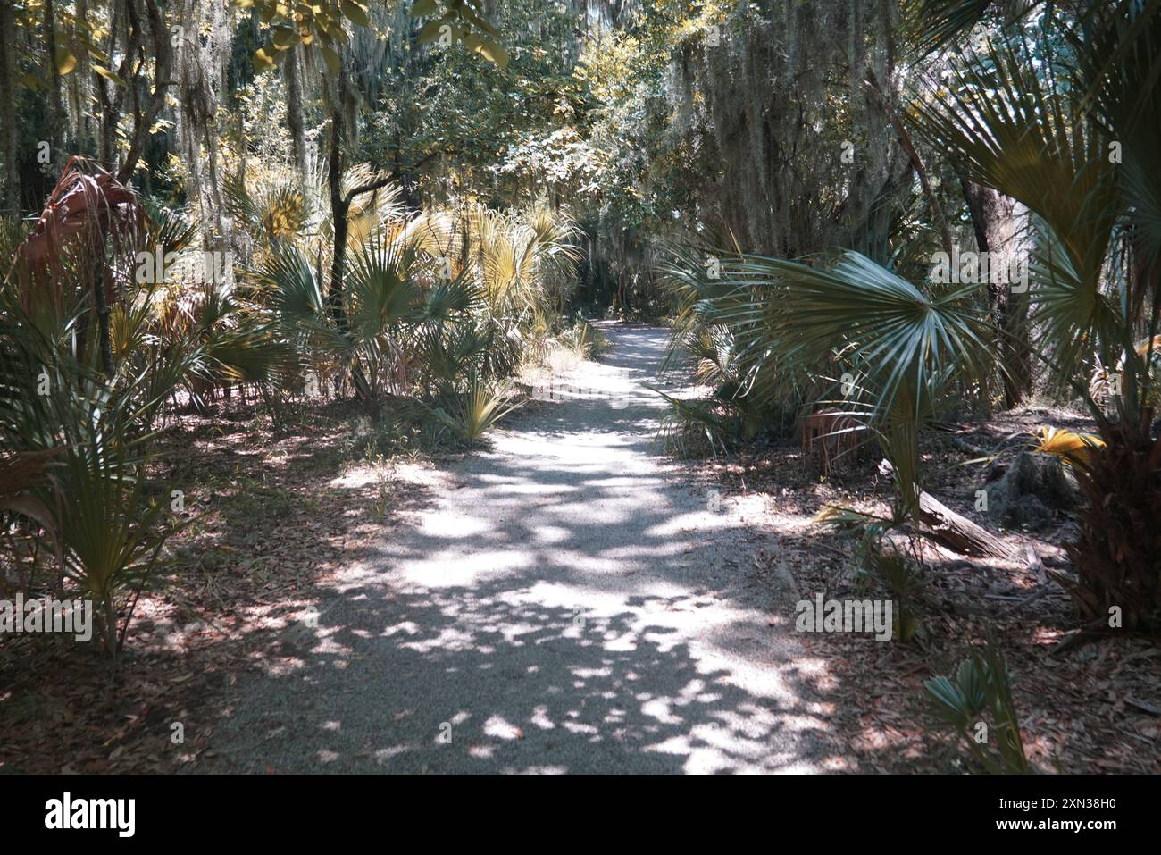 A tranquil forest path winding through dense woodland, with dappled ...