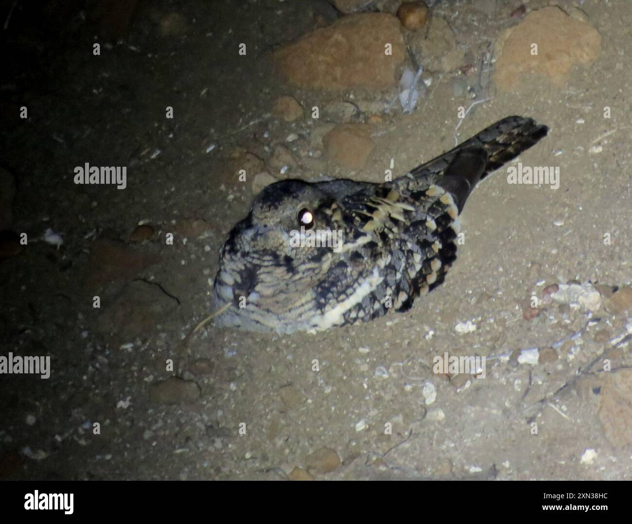 Square-tailed Nightjar (Caprimulgus fossii) Aves Stock Photo - Alamy