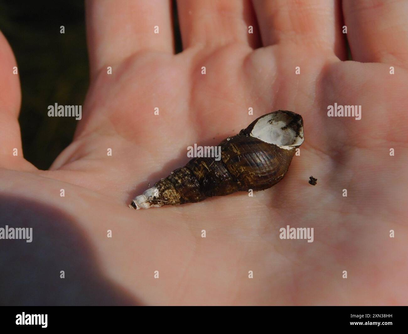 Red-rimmed Melania (Melanoides tuberculata) Mollusca Stock Photo - Alamy