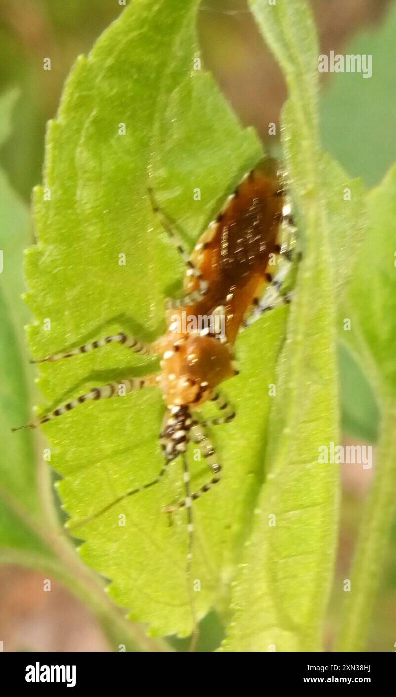 Ringed Assassin Bug (Pselliopus cinctus) Insecta Stock Photo - Alamy