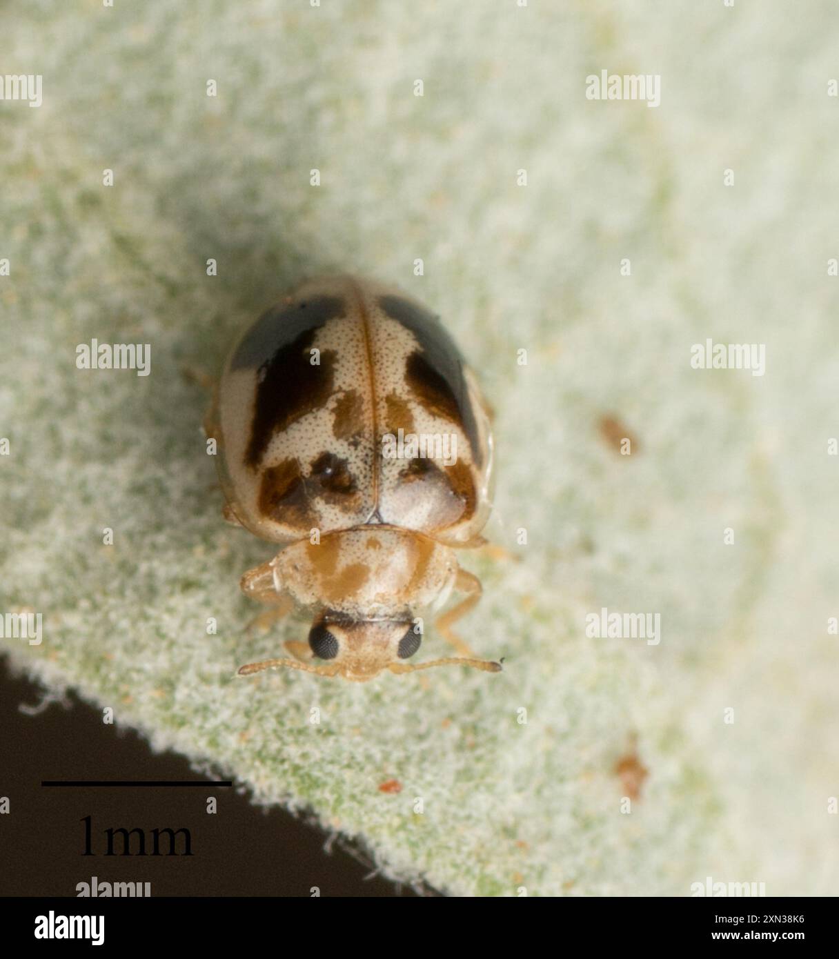 Kidney-spotted Fairy Lady Beetle (Psyllobora renifer) Insecta Stock ...