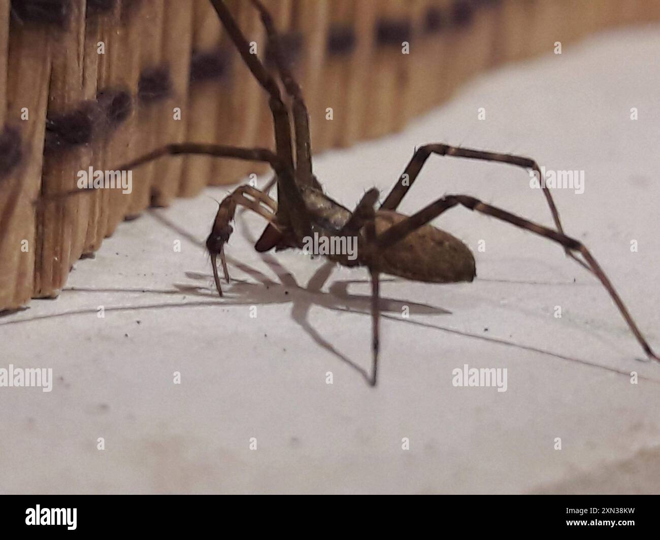 Sheetweb Spiders (Cambridgea) Arachnida Stock Photo - Alamy