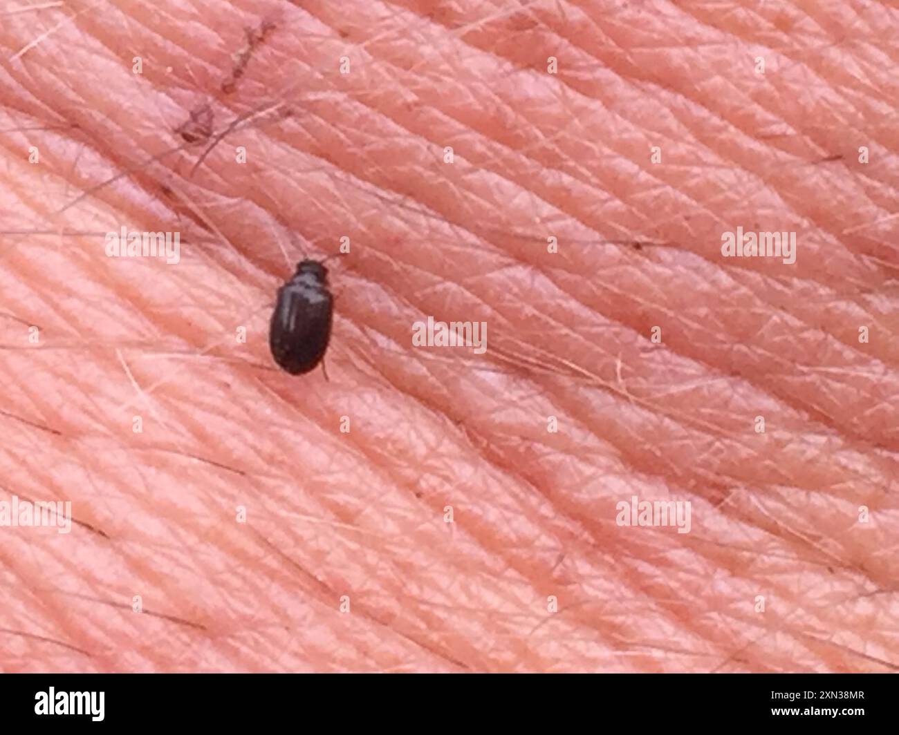 Marsh Beetles (Scirtidae) Insecta Stock Photo - Alamy